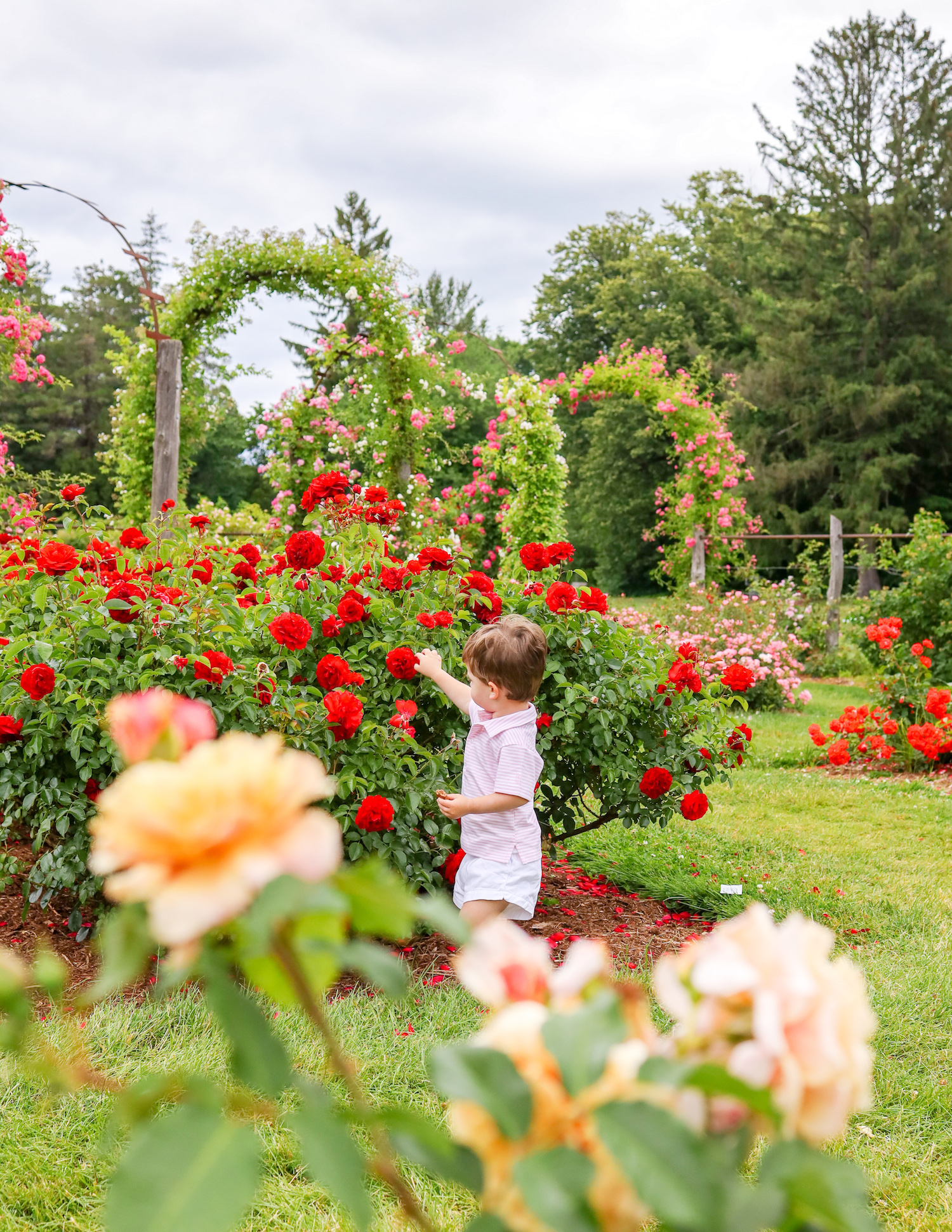 DAY TRIP TO ELIZABETH PARK ROSE GARDEN | Design Darling